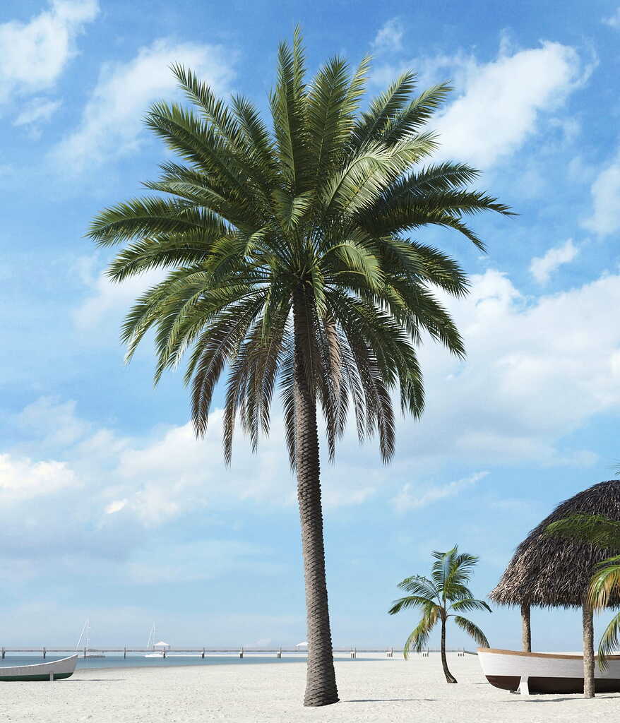 Date Palms - Ideas & Requests - D5 RENDER FORUM