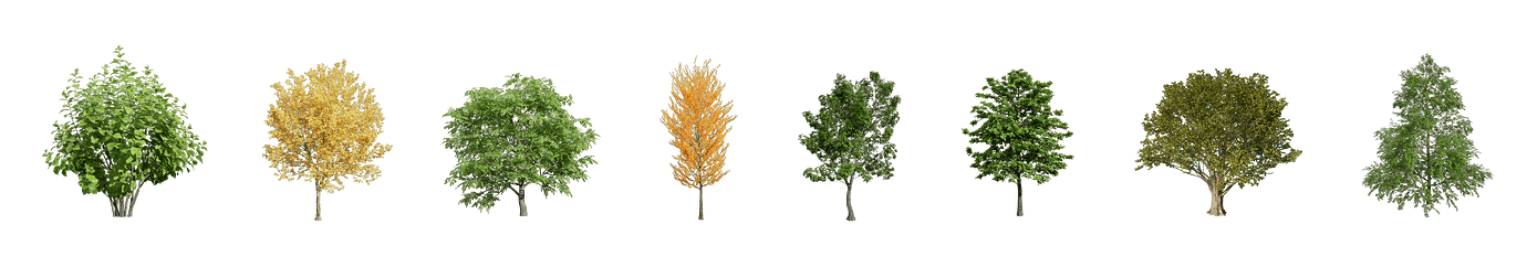 Discover 200+ New Global Plants in D5 Render: Fir, Pine, Palm, Cypress ...
