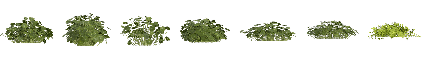 260+ New Plants in D5 Asset Library: Grasses, Herbs, Shrubs, and Trees ...