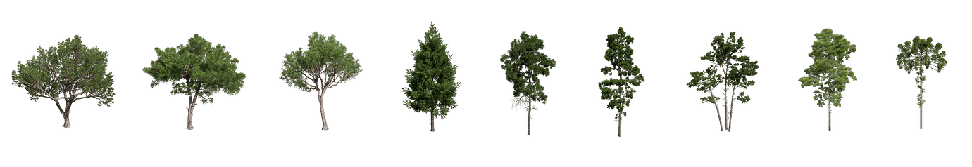 Discover 200+ New Global Plants in D5 Render: Fir, Pine, Palm, Cypress ...
