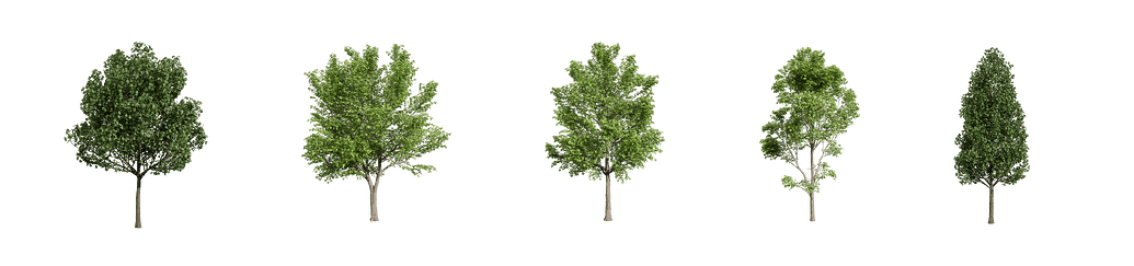 Discover 200+ New Global Plants in D5 Render: Fir, Pine, Palm, Cypress ...