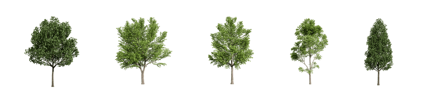 Discover 200+ New Global Plants in D5 Render: Fir, Pine, Palm, Cypress ...